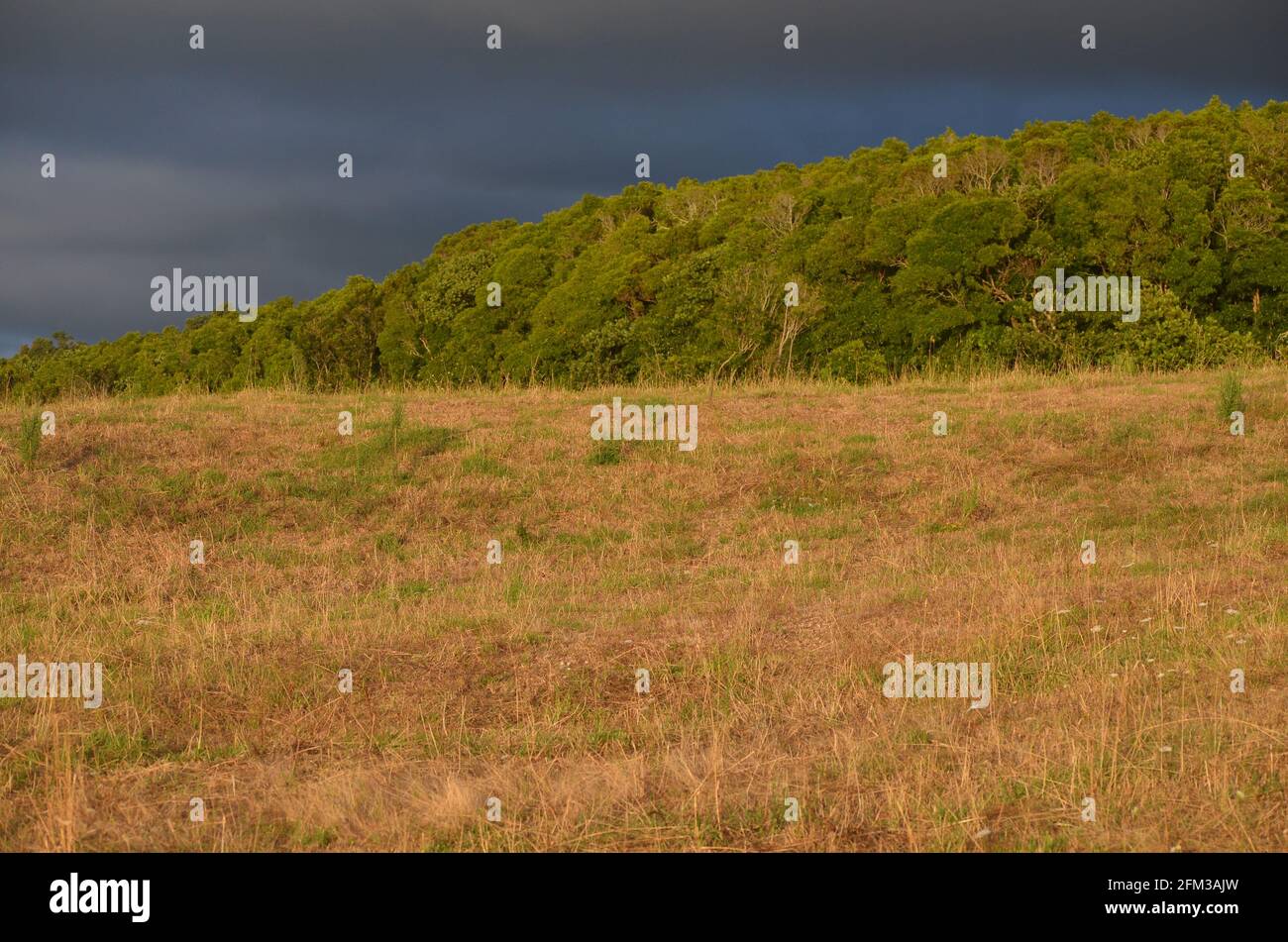 Fields in the foothills of Pico volcano, Azores archipelago Stock Photo ...