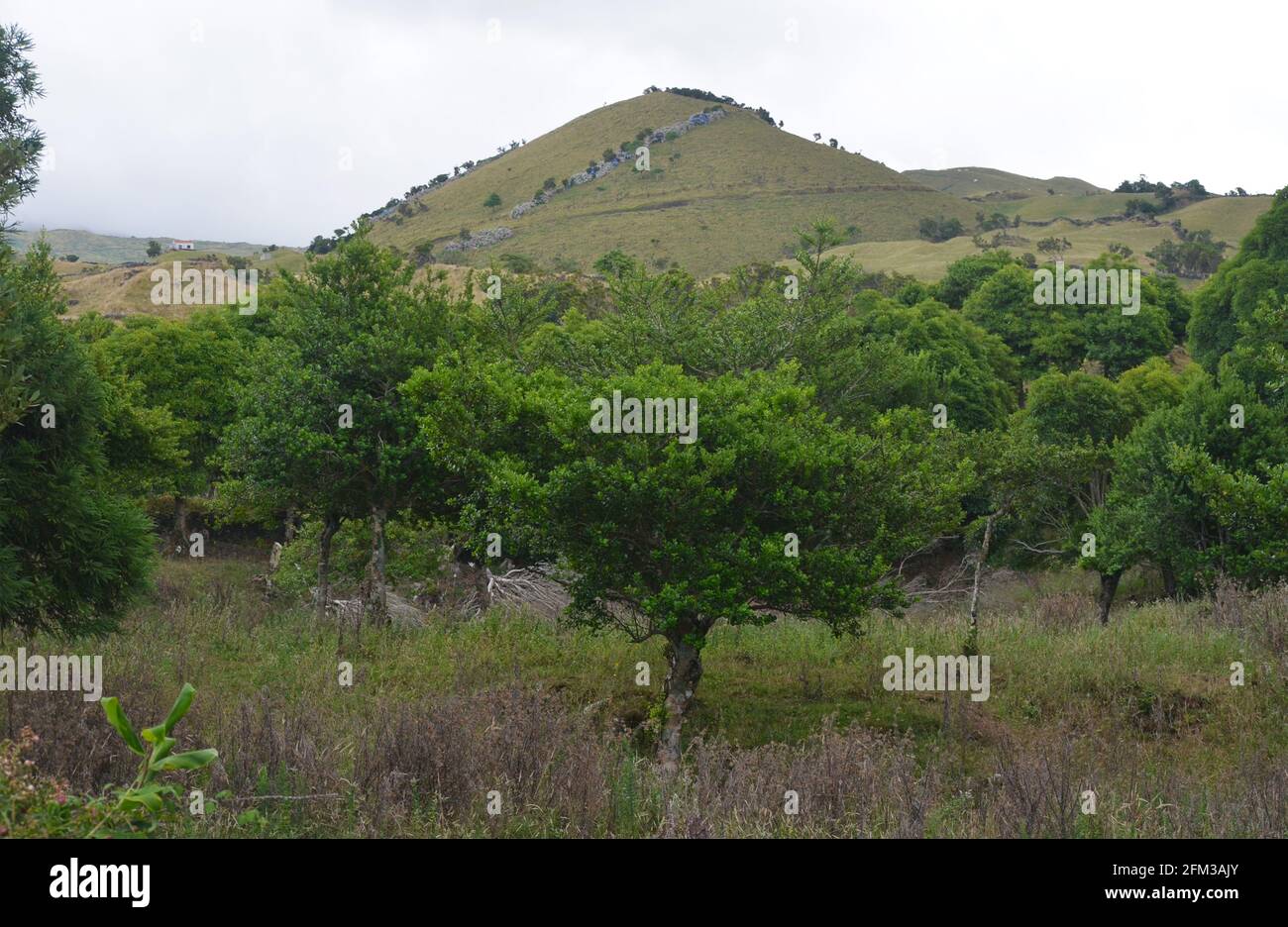 Fields in the foothills of Pico volcano, Azores archipelago Stock Photo ...