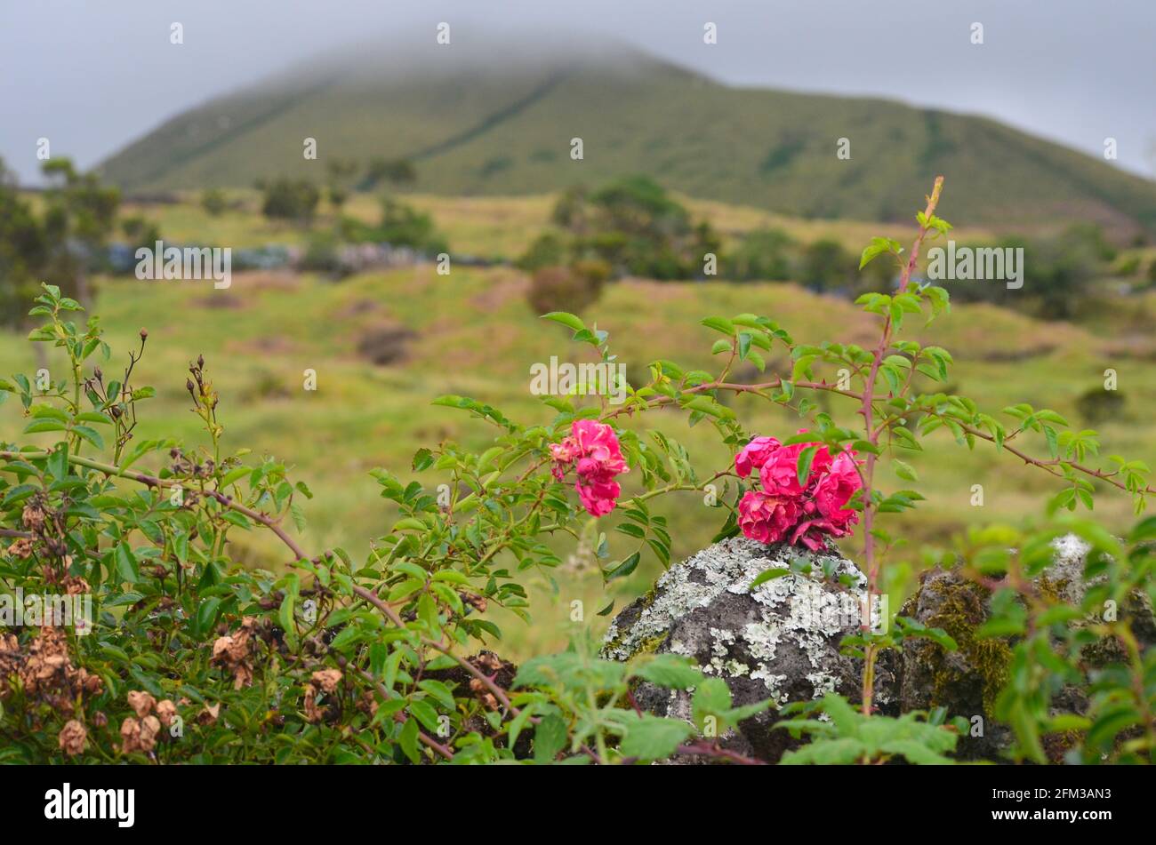Fields in the foothills of Pico volcano, Azores archipelago Stock Photo ...