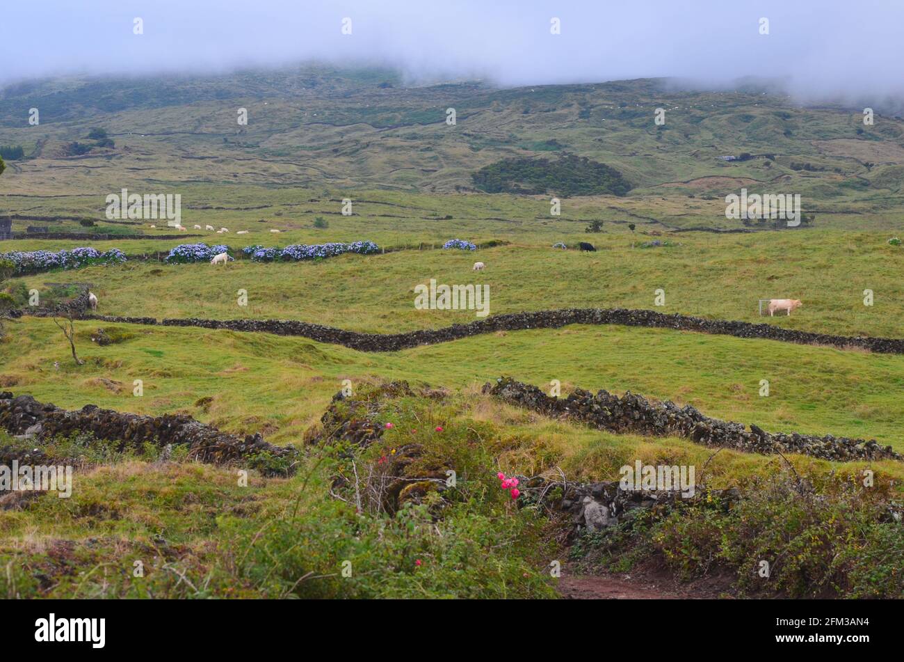 Fields in the foothills of Pico volcano, Azores archipelago Stock Photo ...
