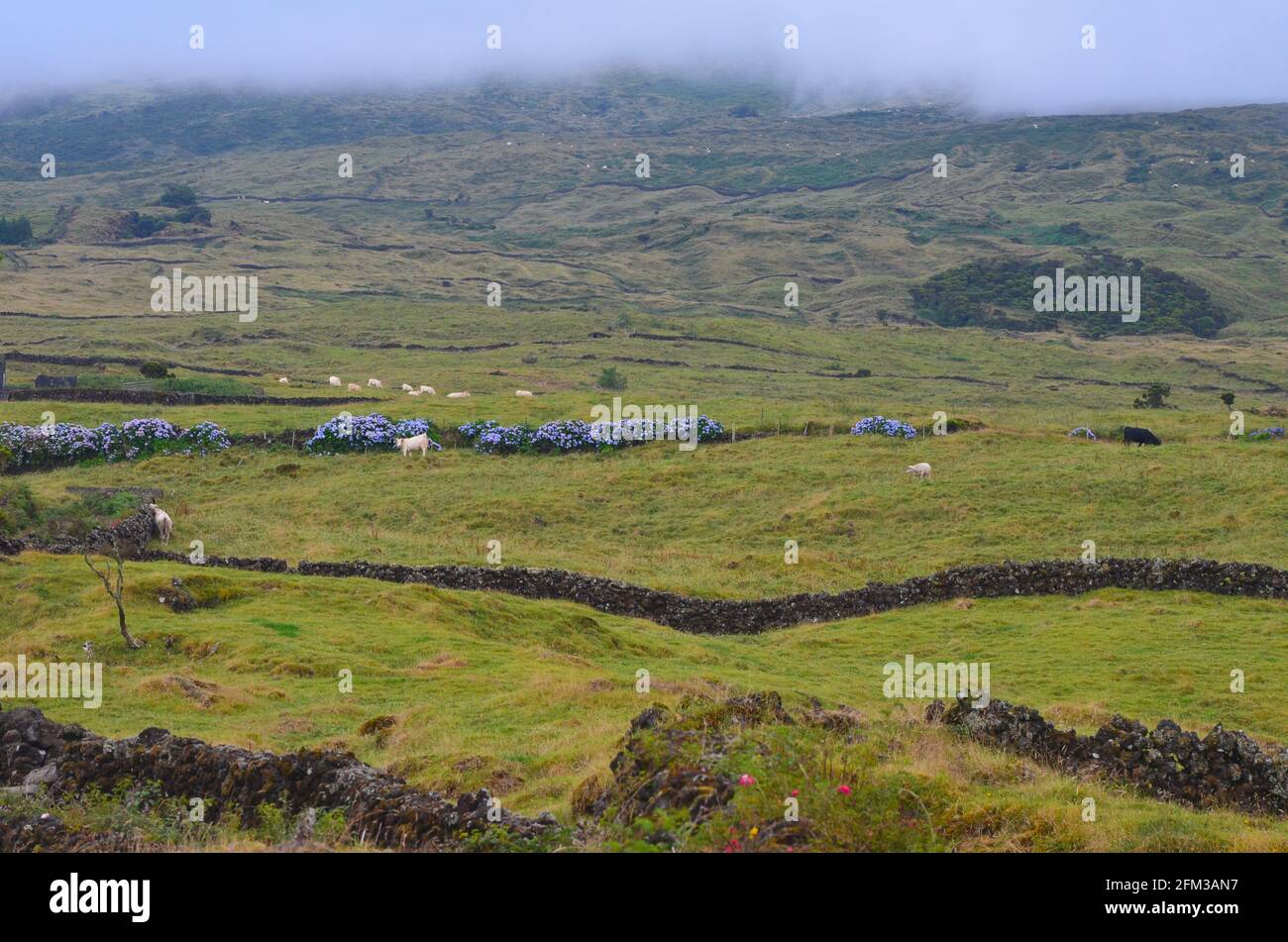 Fields in the foothills of Pico volcano, Azores archipelago Stock Photo ...