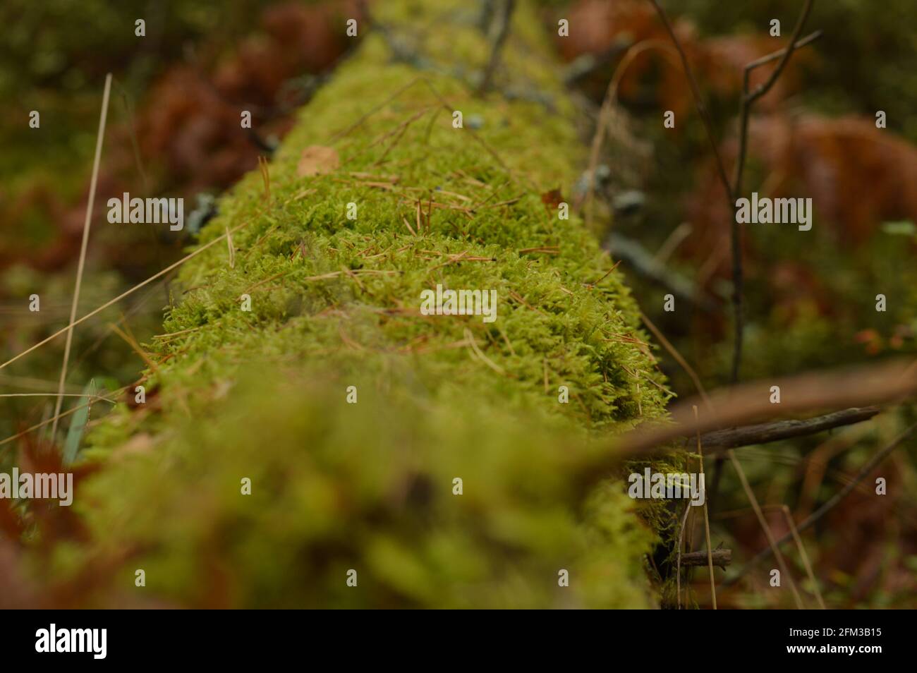 Wild moss growth on stick Stock Photo - Alamy