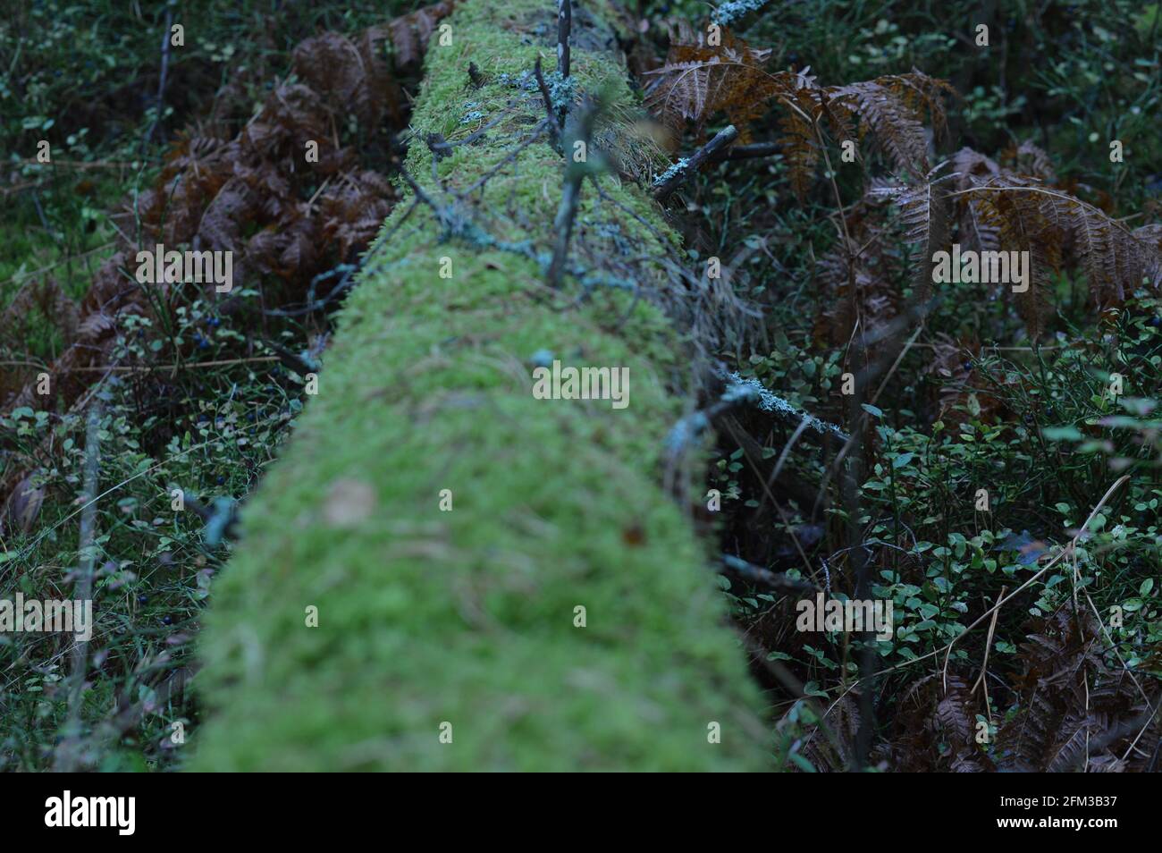 Wild moss growth on stick Stock Photo - Alamy