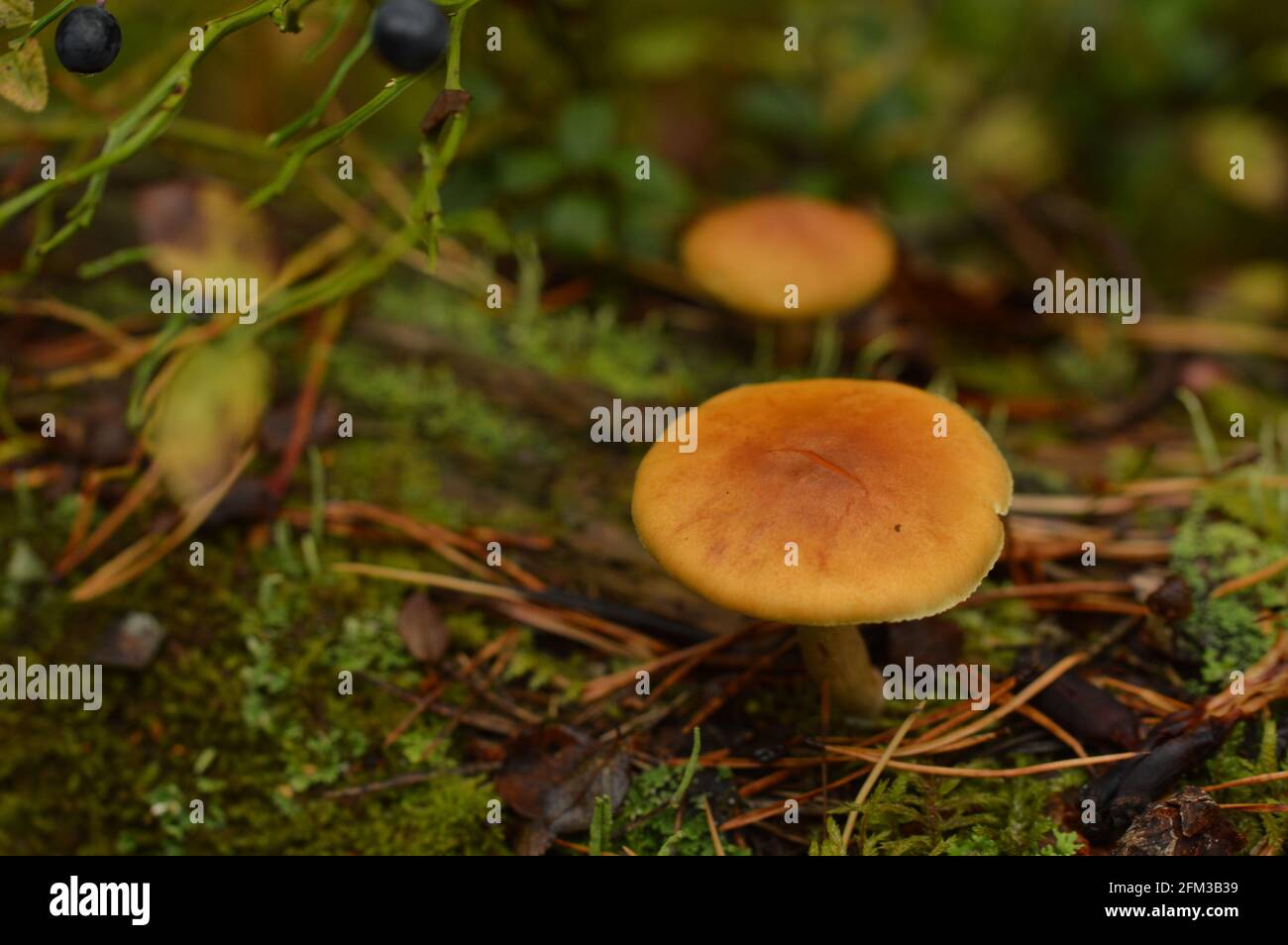 Soil fungi animal hi-res stock photography and images - Alamy