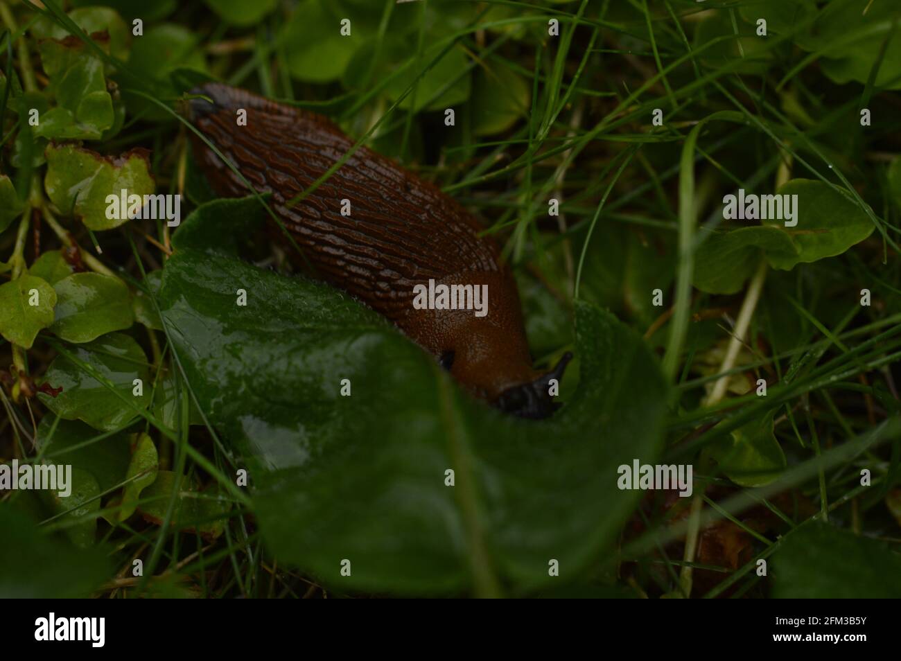 Closeup slug hi-res stock photography and images - Alamy