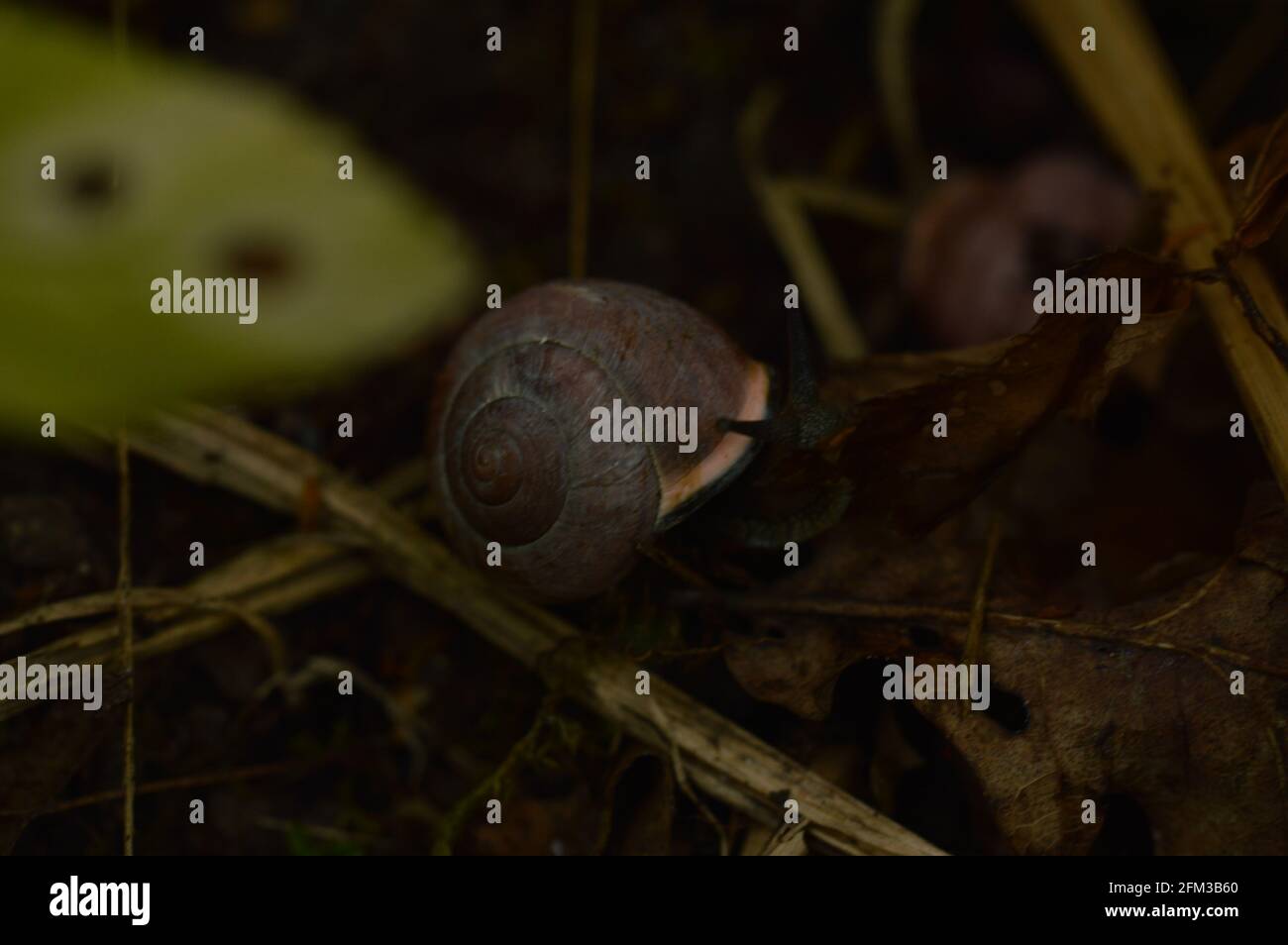 Snail escaping hi-res stock photography and images - Alamy