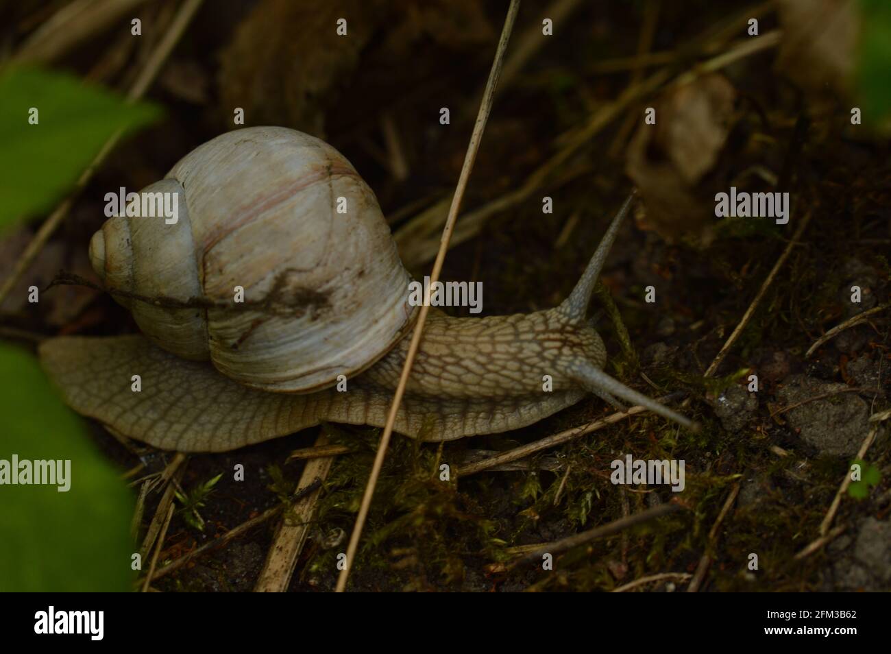 Roman snail, Helix pomatia Stock Photo - Alamy
