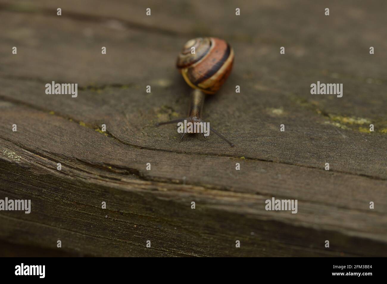 Cute snails hi-res stock photography and images - Alamy