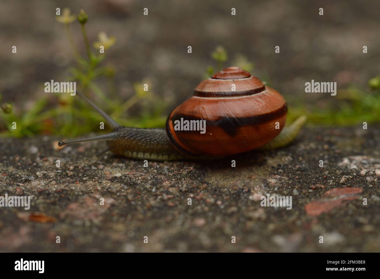 Escaping shell hi-res stock photography and images - Alamy