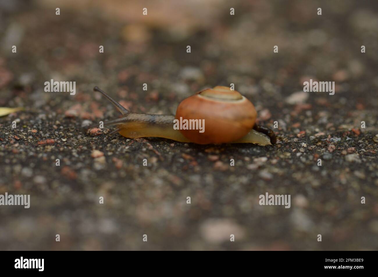 Happy snails hi-res stock photography and images - Alamy