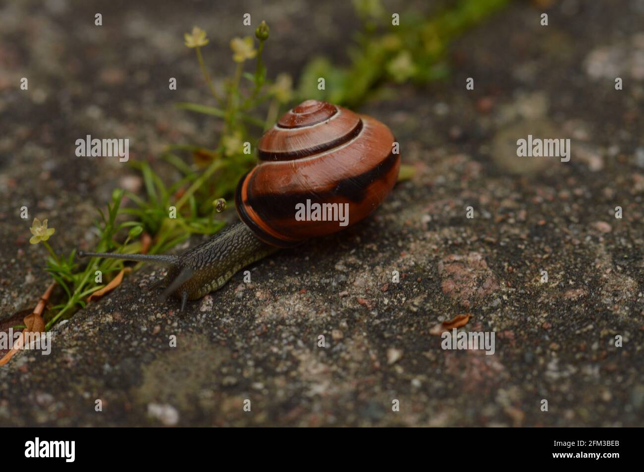 Cute shell hi-res stock photography and images - Alamy