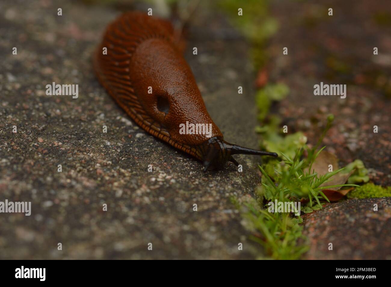 Pest slime hi-res stock photography and images - Alamy
