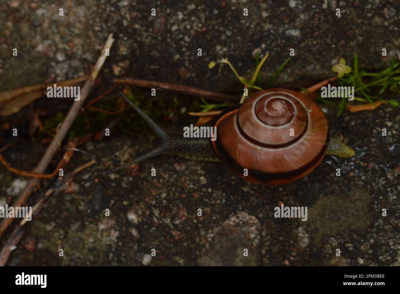 Band snail hi-res stock photography and images - Alamy
