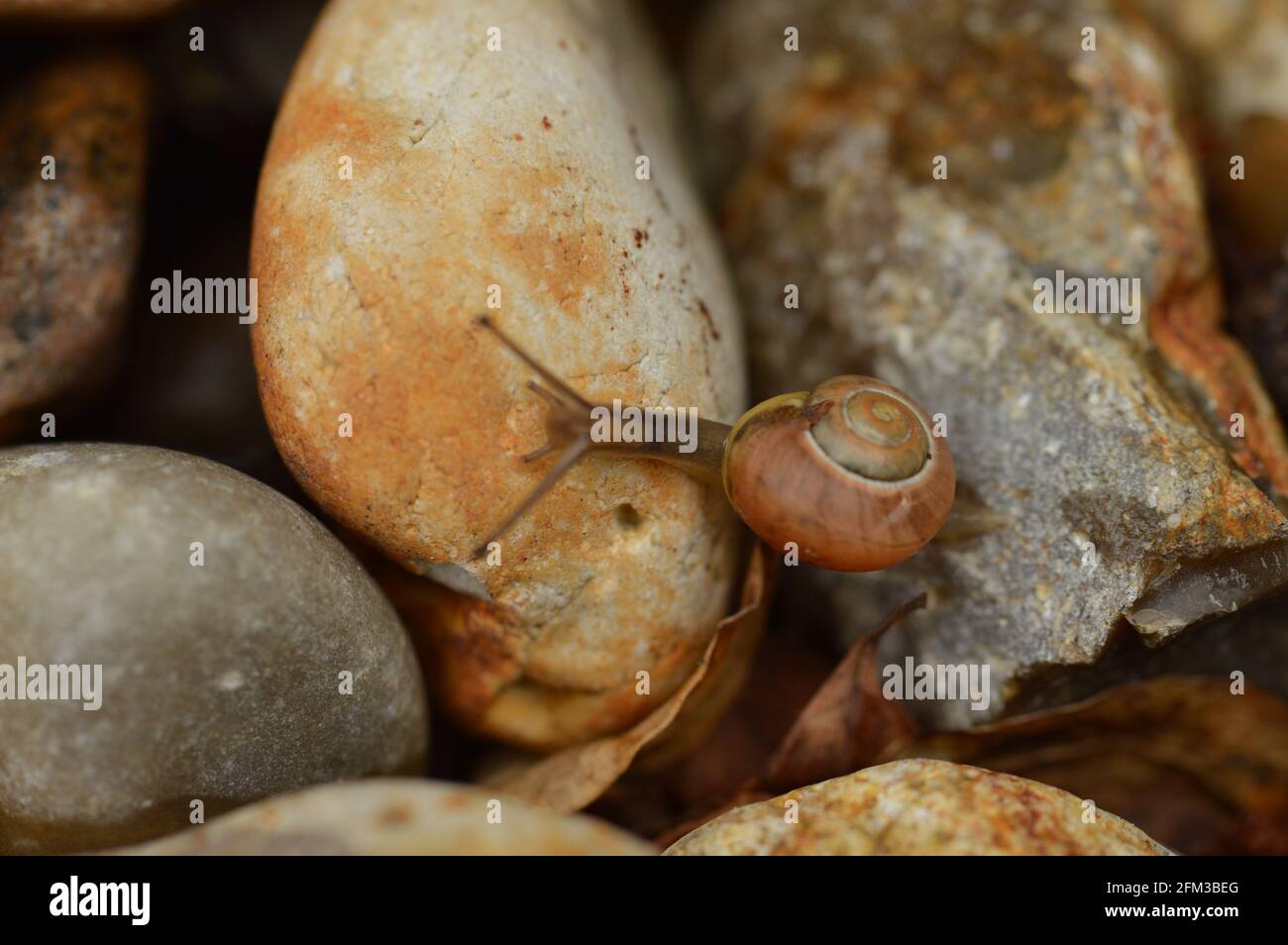 Cute stones hi-res stock photography and images - Alamy
