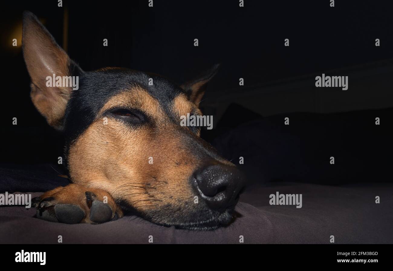 Stray mongrel rescued thai dog resting tired after play in bed dark ...