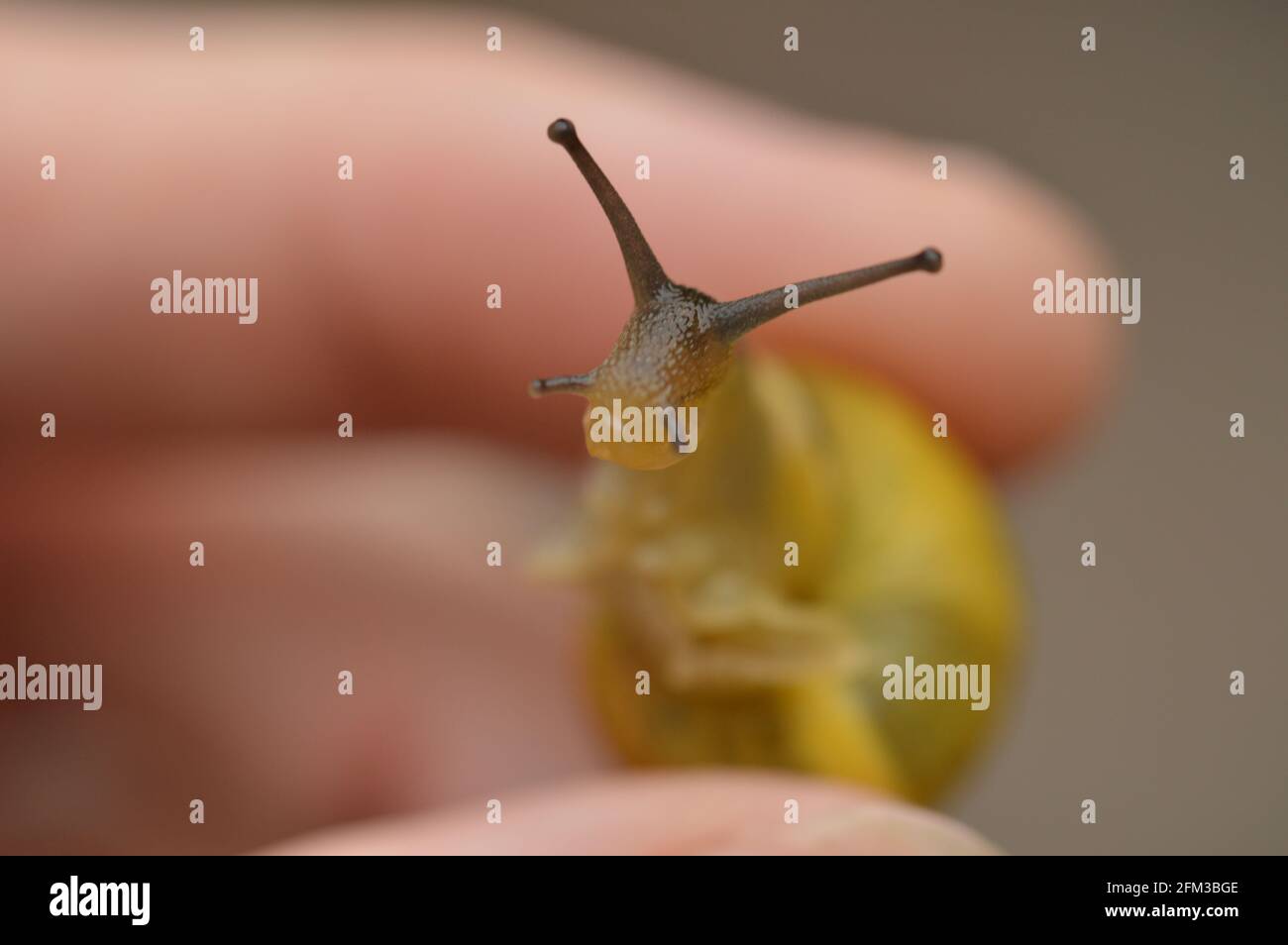 Hands holding garden slug hi-res stock photography and images - Alamy