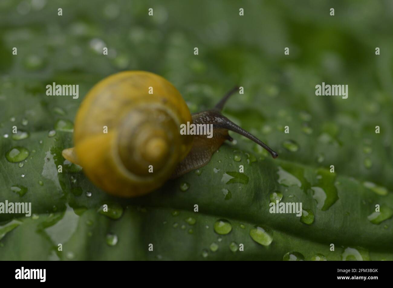 Snails on vegetable leaves hi-res stock photography and images - Alamy