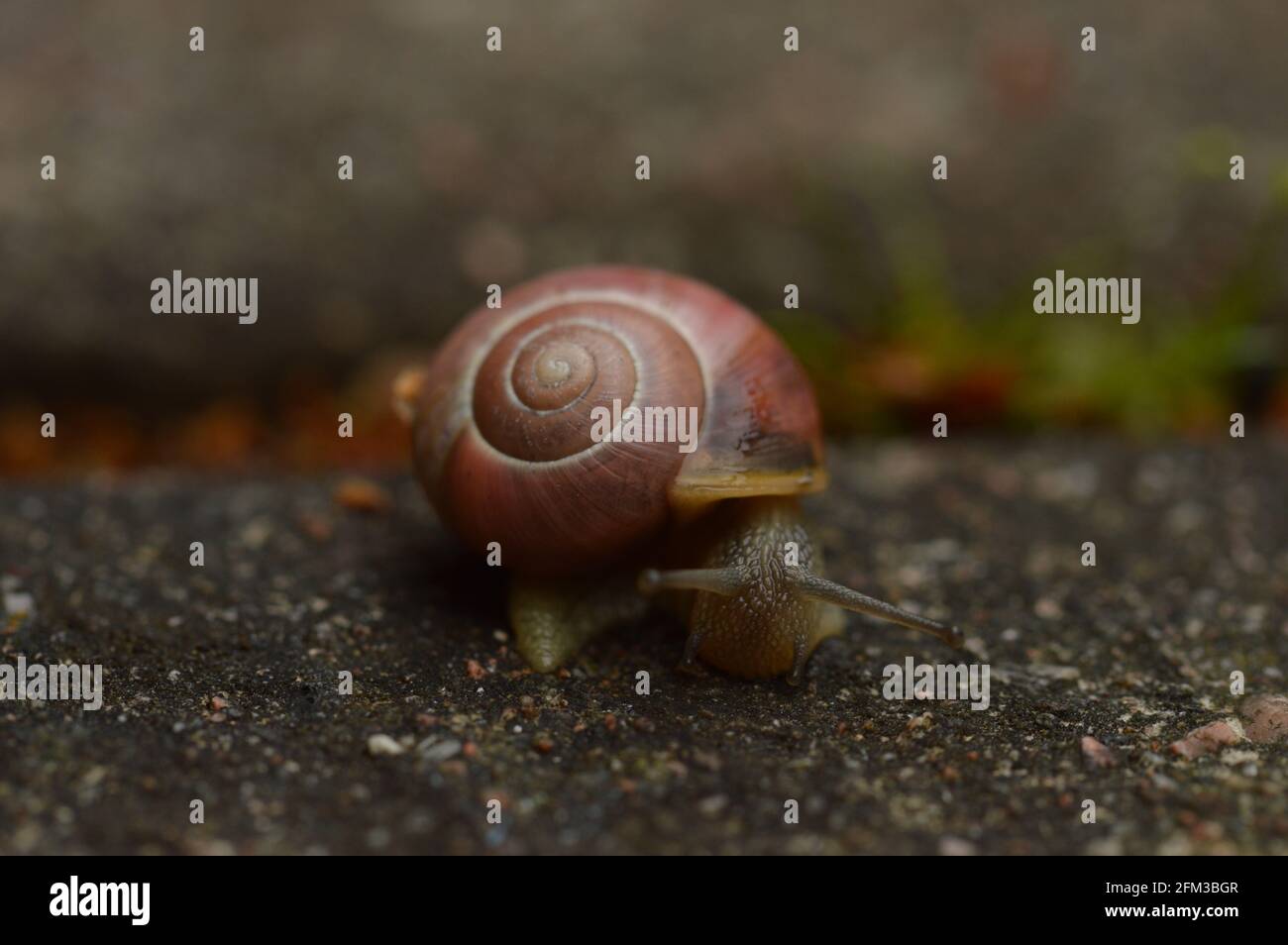 Escaping shell hi-res stock photography and images - Alamy