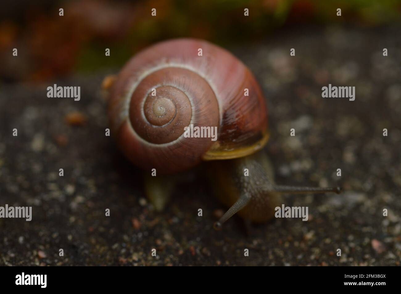Escaping shell hi-res stock photography and images - Alamy