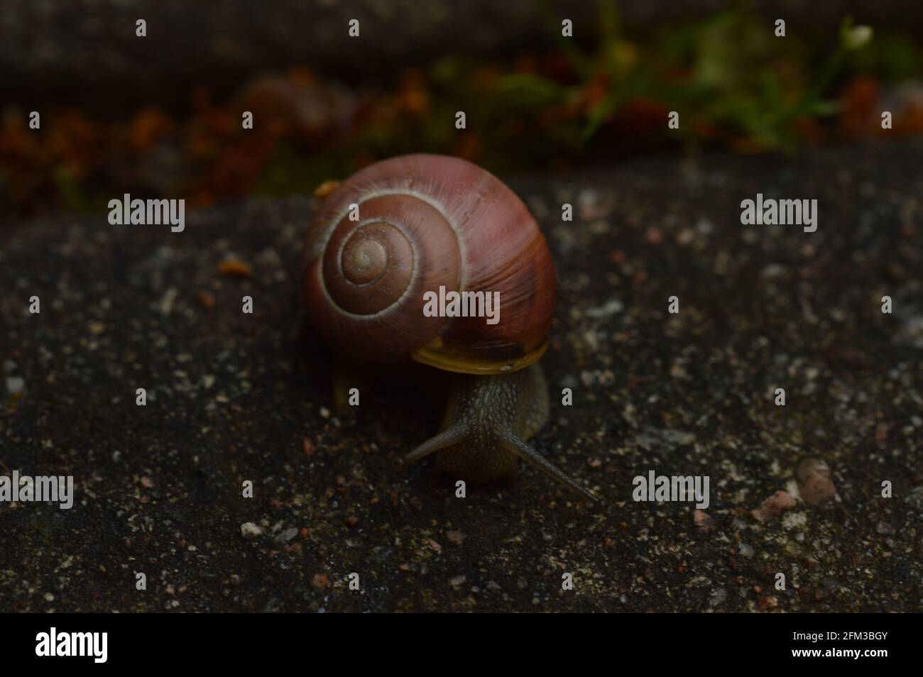Happy snails hi-res stock photography and images - Alamy