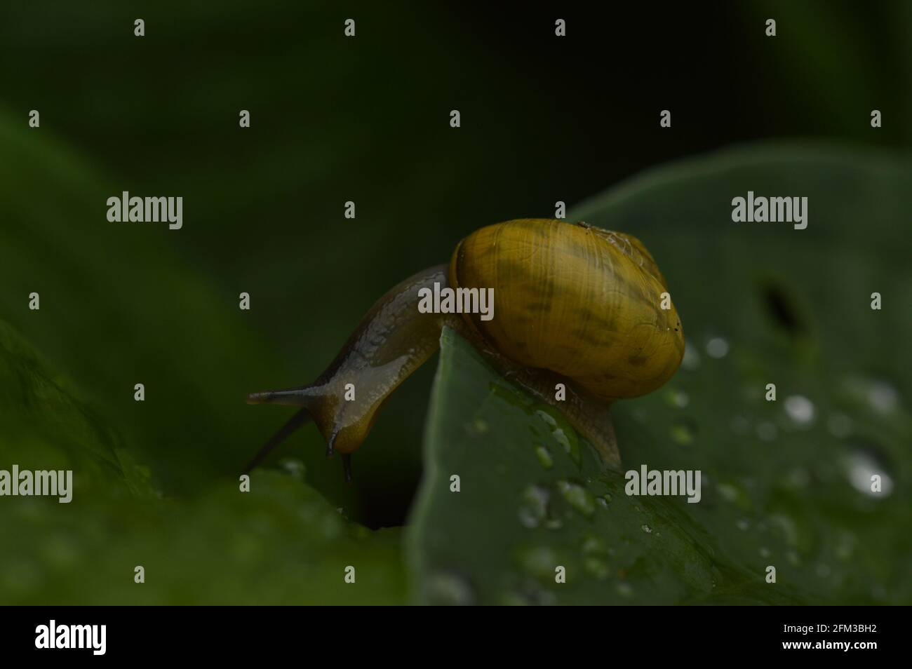Yellow snail on leave wirg droplets Stock Photo - Alamy