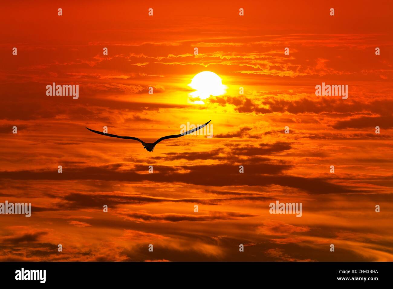 A Single Bird Is Flying Into The Vibrant Orange Ocean Sunset Stock ...