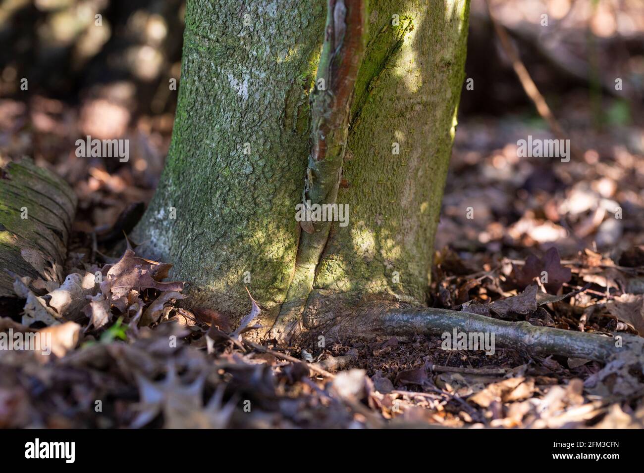Trunk base of Ilex aquifolium Stock Photo - Alamy