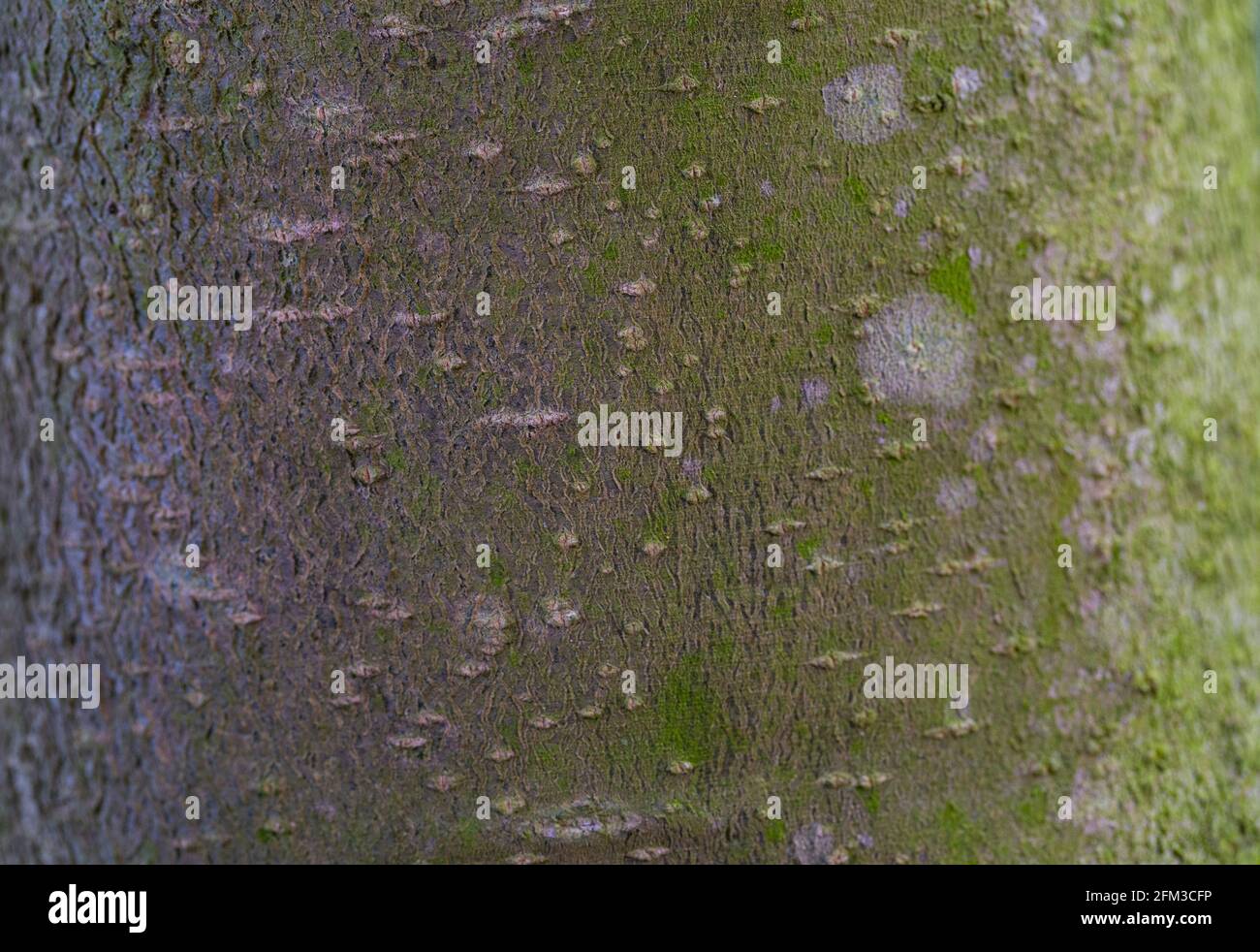Bark of Ilex aquifolium Stock Photo - Alamy