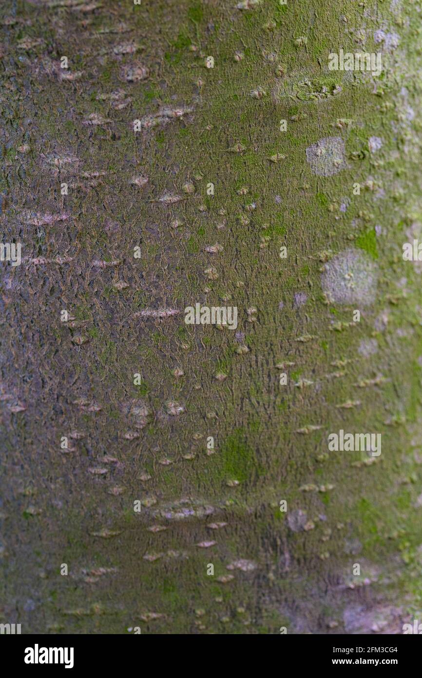 Bark of Ilex aquifolium Stock Photo - Alamy