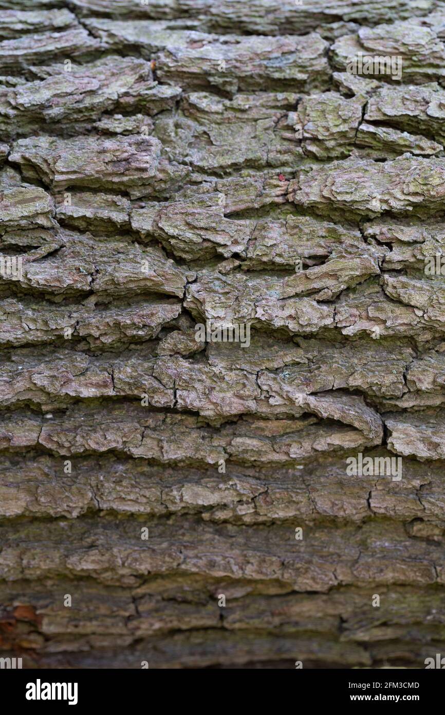 Quercus petraea bark Stock Photo - Alamy