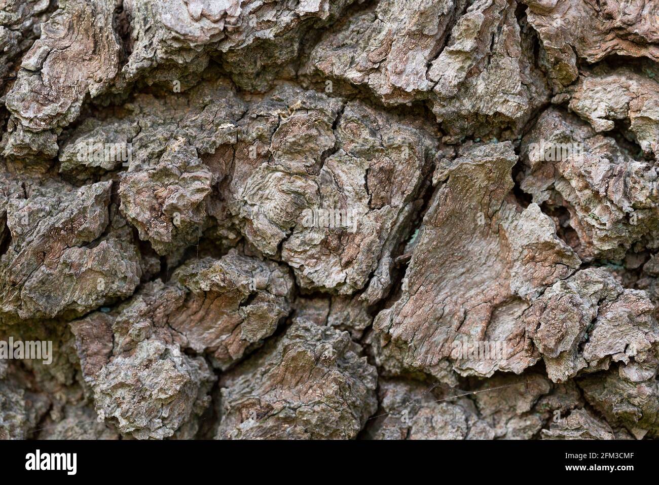 Quercus petraea bark Stock Photo - Alamy