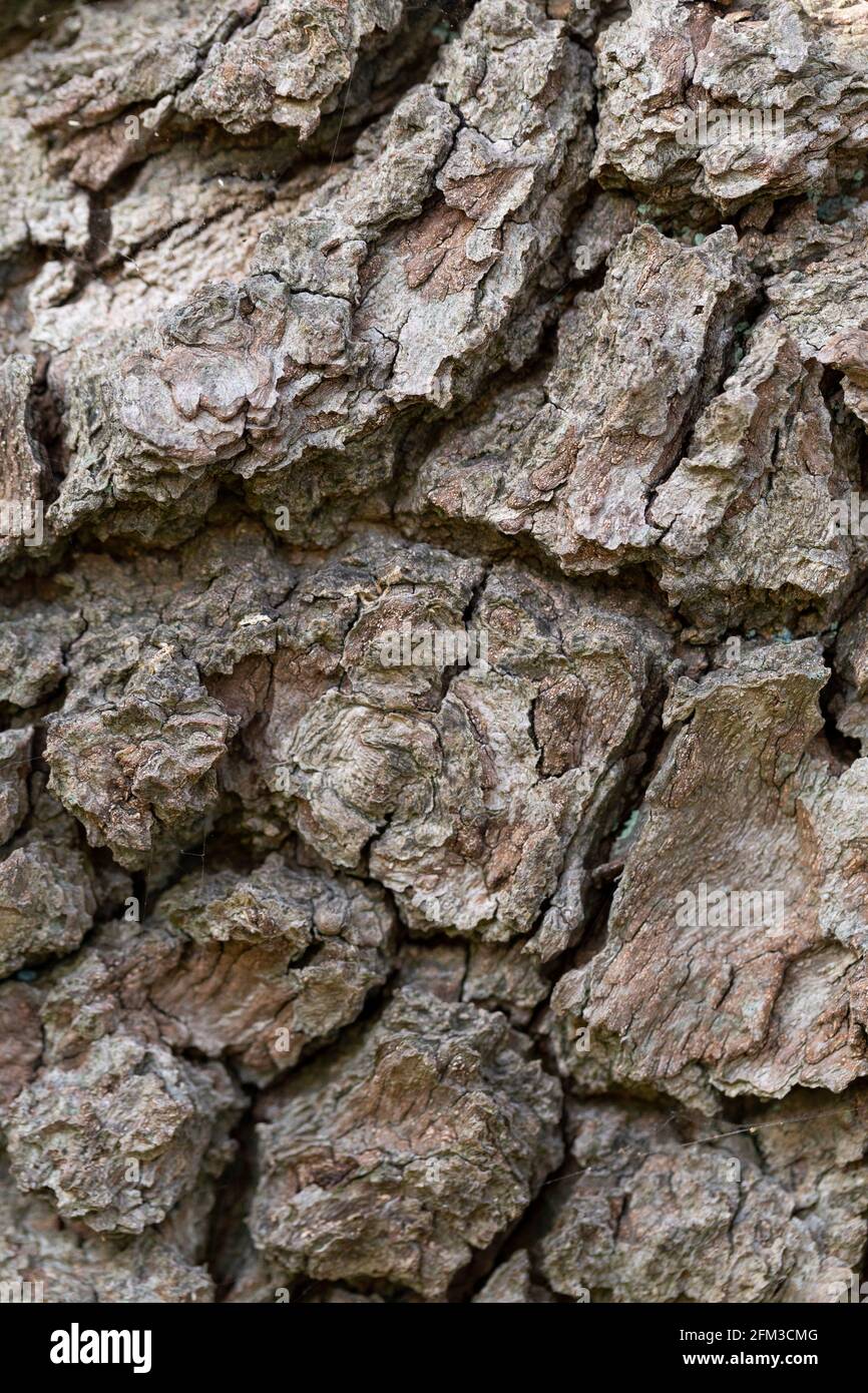 Quercus petraea bark Stock Photo - Alamy