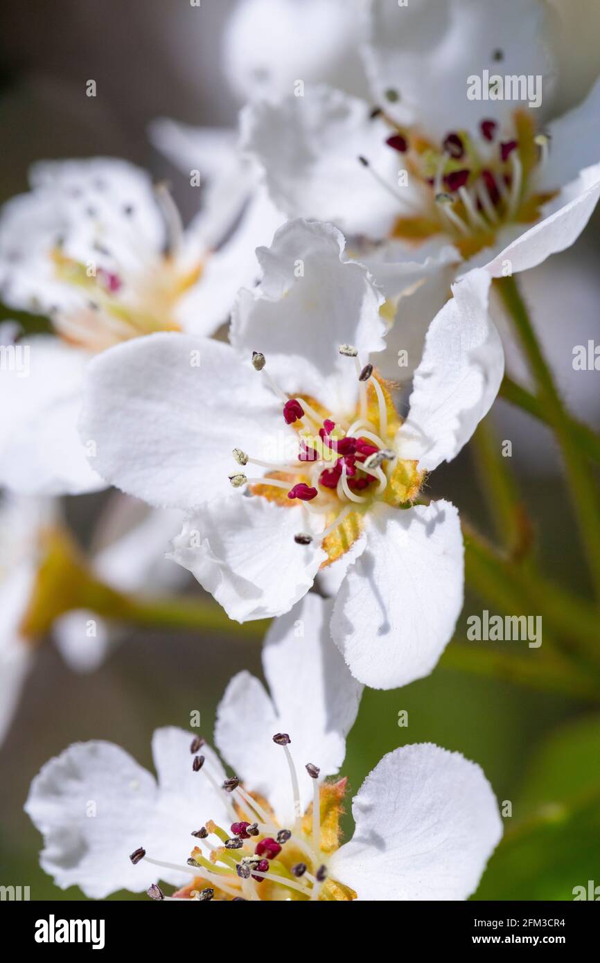 Pyrus cordata flower hi-res stock photography and images - Alamy