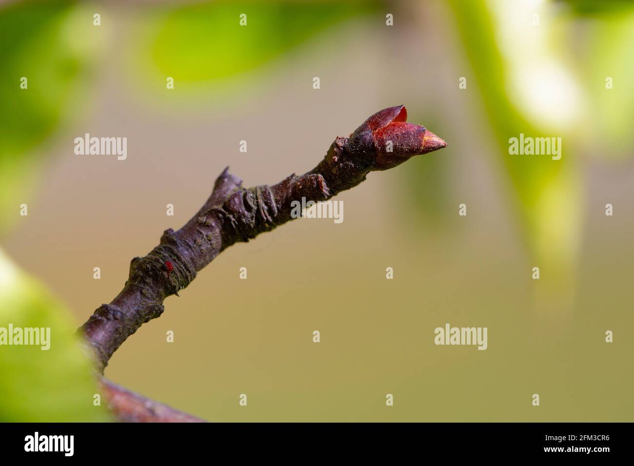Pyrus cordata bud Stock Photo - Alamy