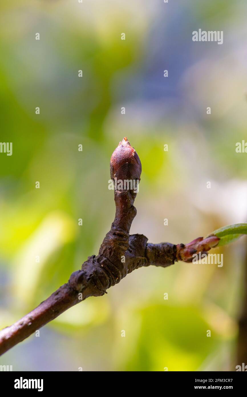 Pyrus cordata bud Stock Photo - Alamy