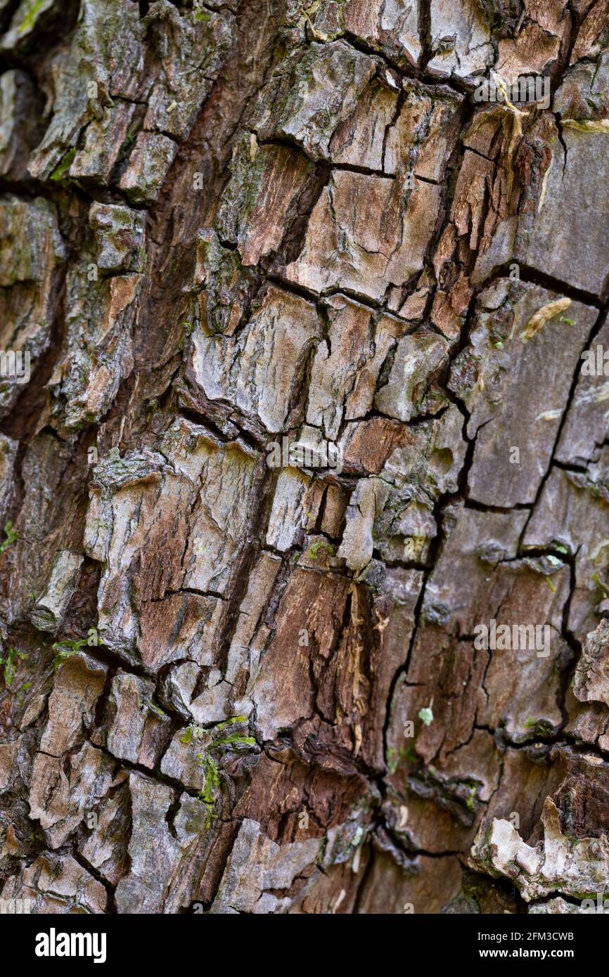 Pear cordata hi-res stock photography and images - Alamy