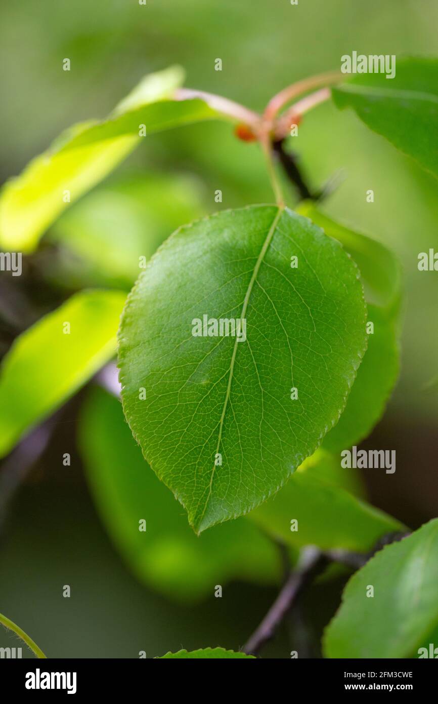 Pyrus cordata leaf Stock Photo - Alamy
