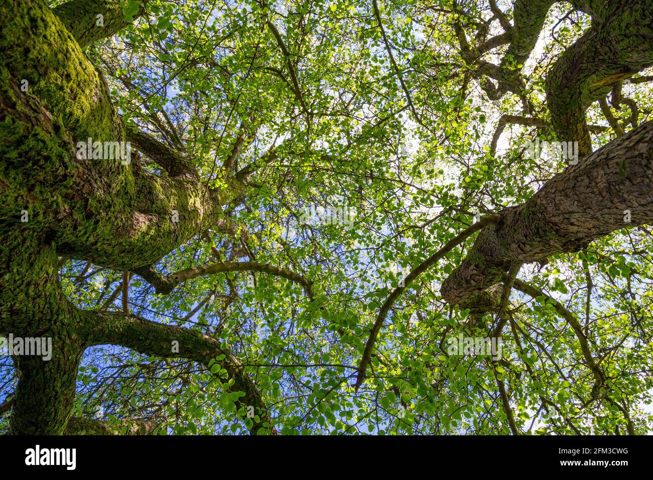 Crown of Pyrus cordata Stock Photo - Alamy