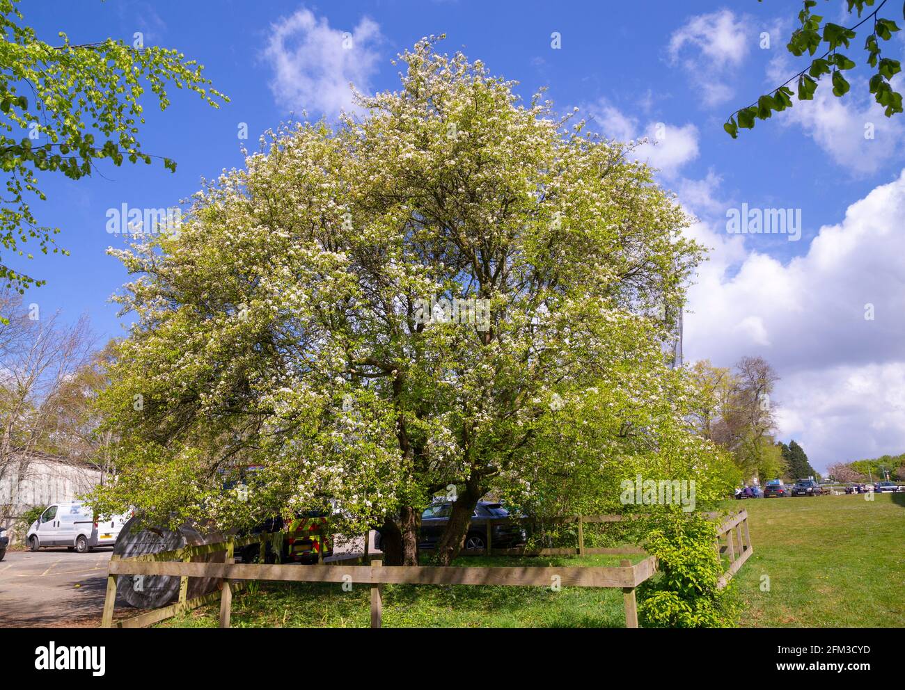Pyrus cordata in flower Stock Photo - Alamy