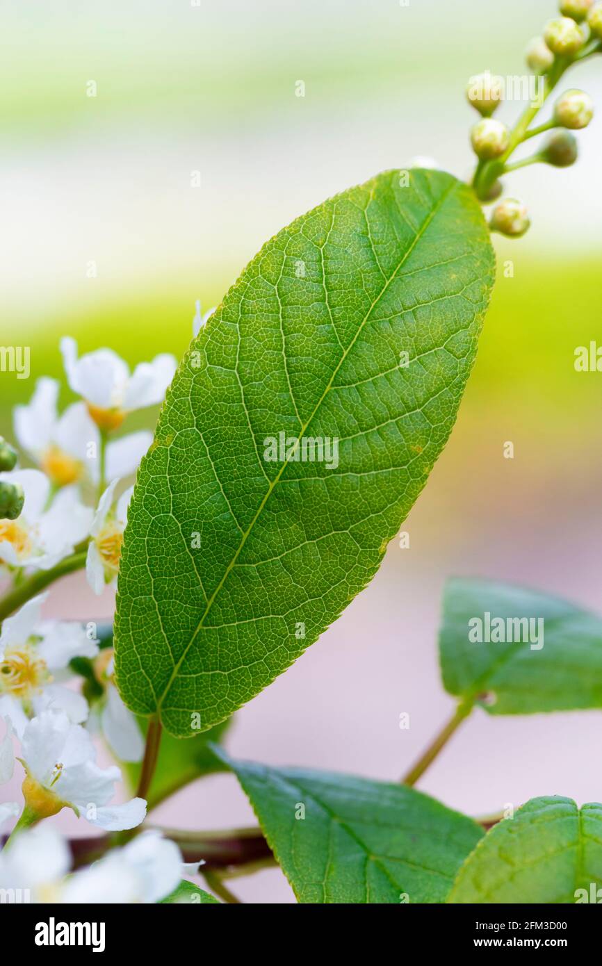 Prunus padus leaf Stock Photo - Alamy