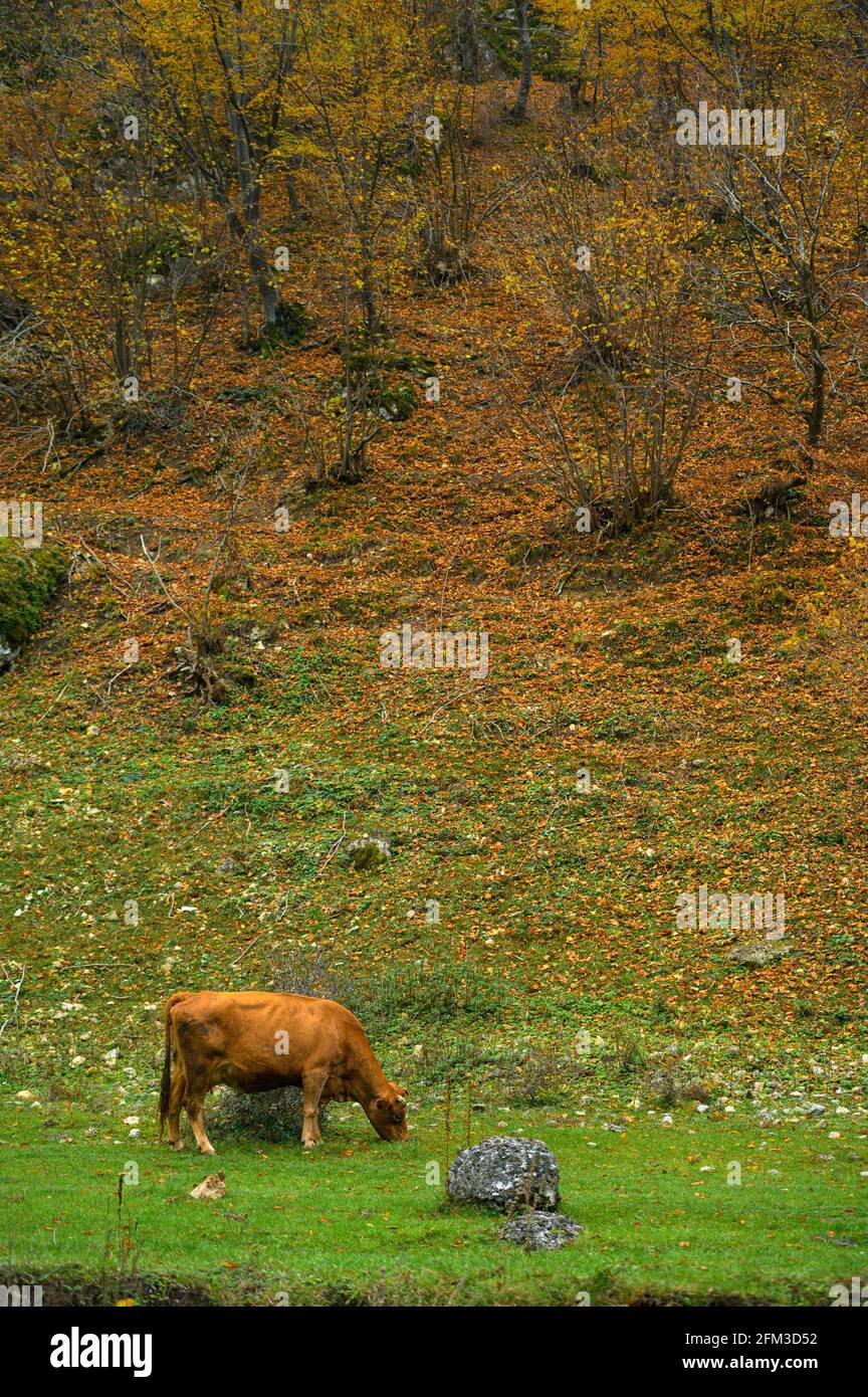 autumn landscape, red cow graze in the forest Stock Photo - Alamy