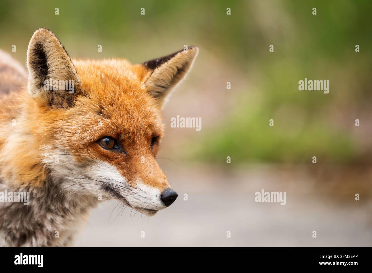 Red fox carnivore hi-res stock photography and images - Alamy