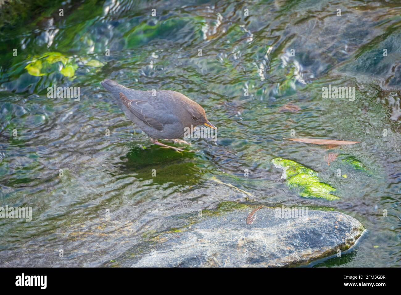 Water ouzel hi-res stock photography and images - Alamy