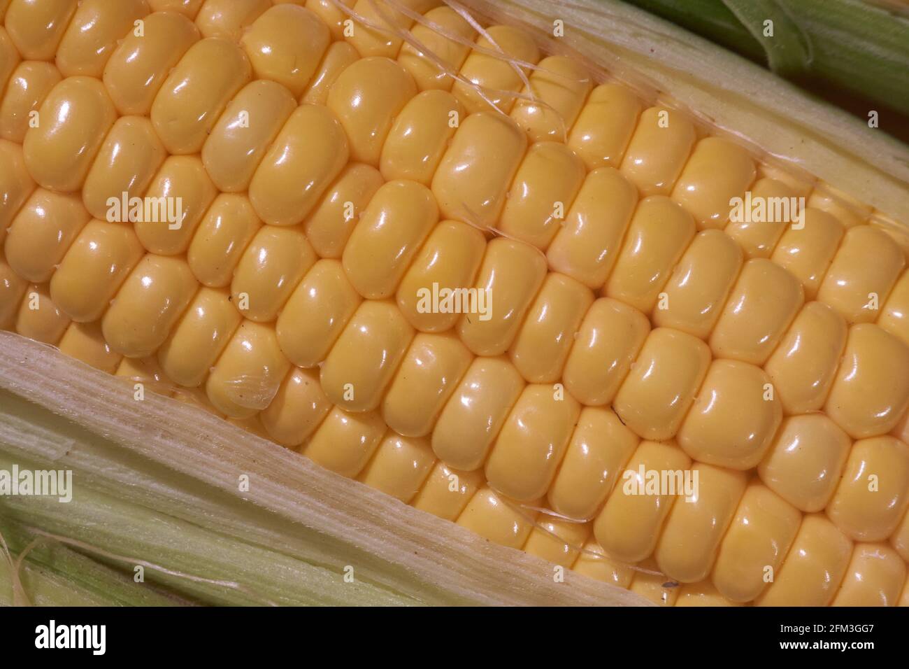 corn kernels from the garden. Fresh food without additives Stock Photo ...