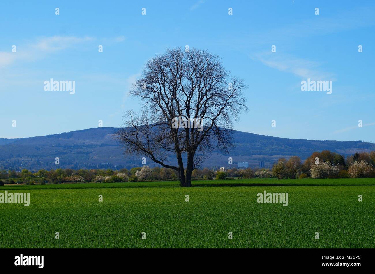 A solitary tree in a grain field Stock Photo - Alamy