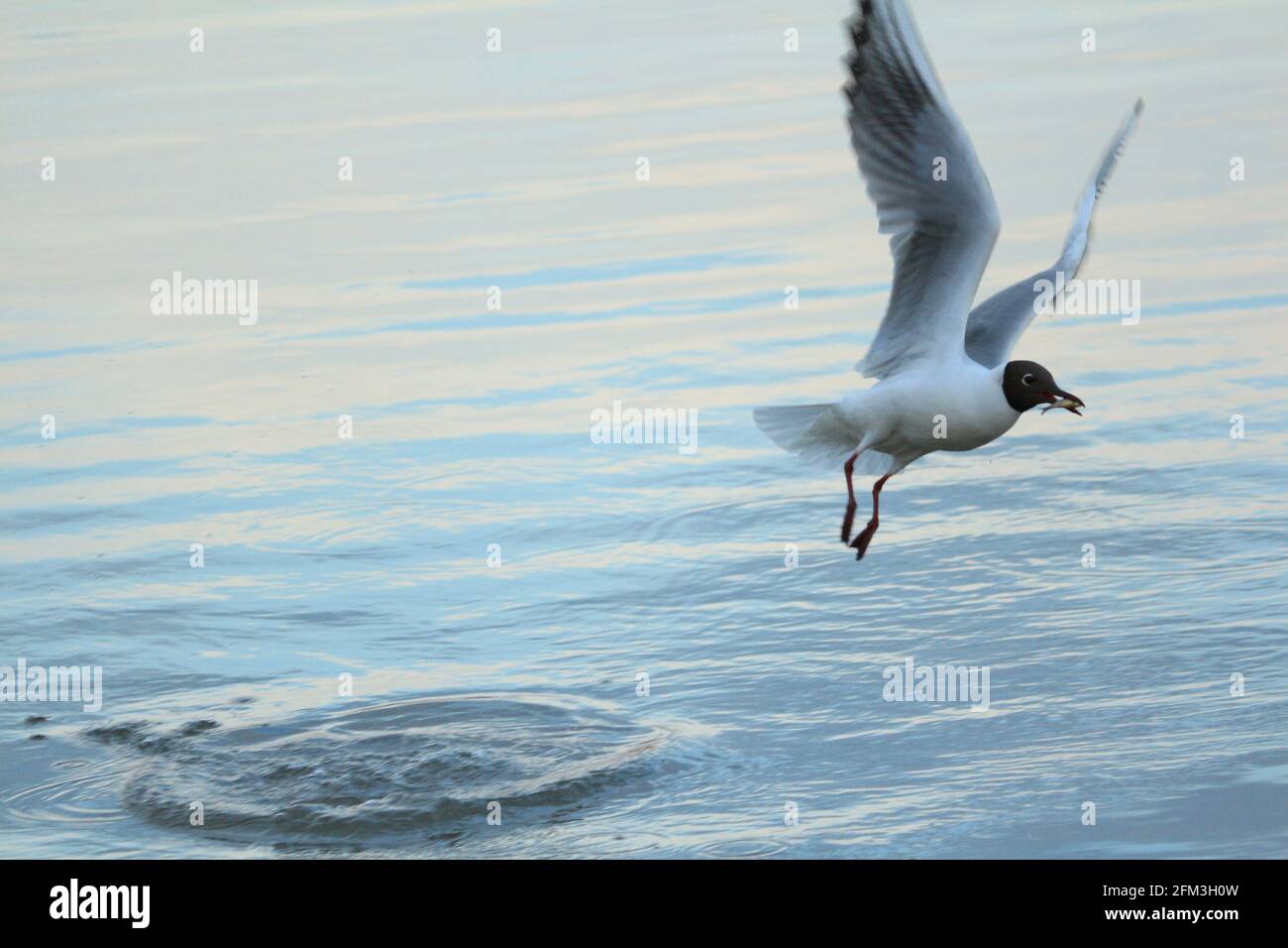 Agitated birds hi-res stock photography and images - Alamy