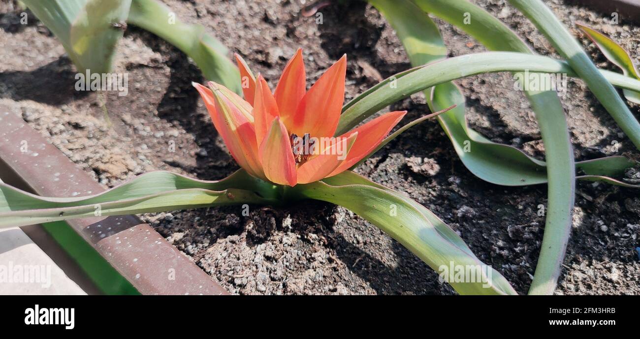 Beautiful princess in garden hi-res stock photography and images - Alamy