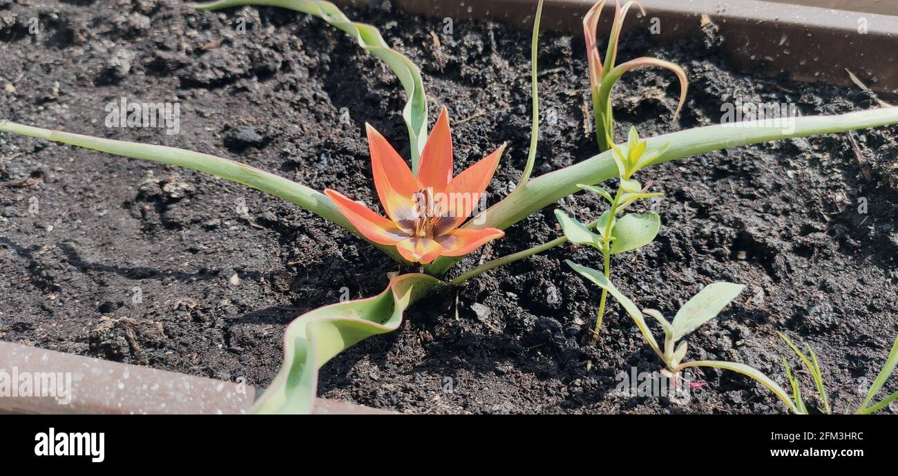 Beautiful tulip 'Little Princess' in the garden Stock Photo - Alamy