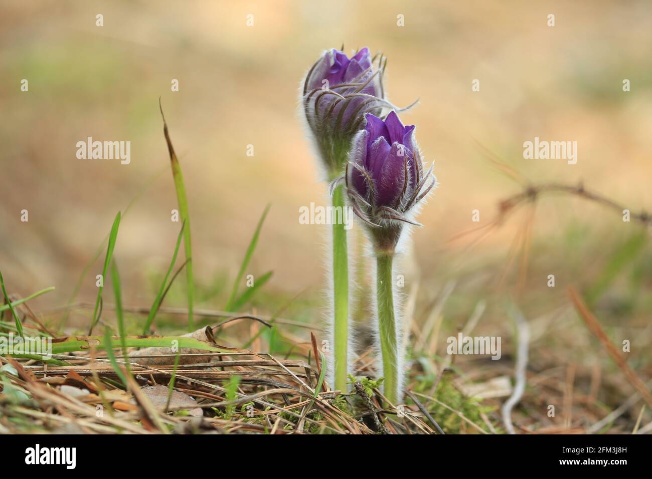 Purple buds of unblown Pulsatilla patens flowers in forest clearing on ...