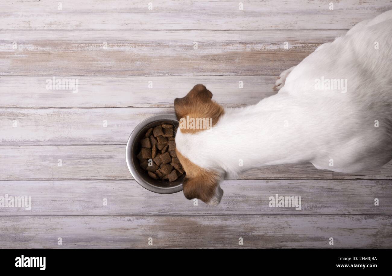 Top view of a dog eating food from the metallic bowl Stock Photo - Alamy
